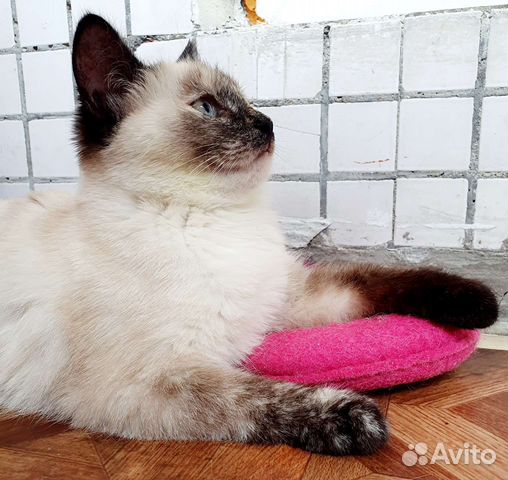 Кошечка Карина спасеныш ищет мамочку