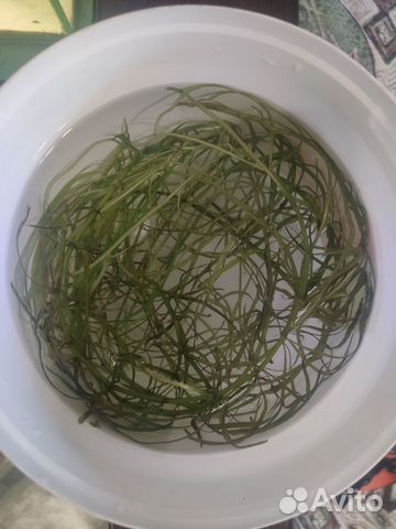 Погестемон октопус неприхотливое растение