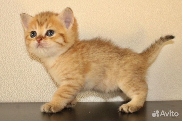 Золотой клубный котик