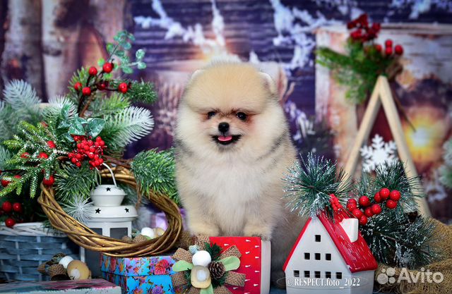 Мальчик крем-соболь