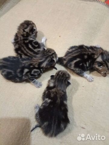 Котята в добрые руки бесплатно