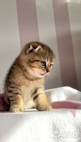 Шотландская девочка
