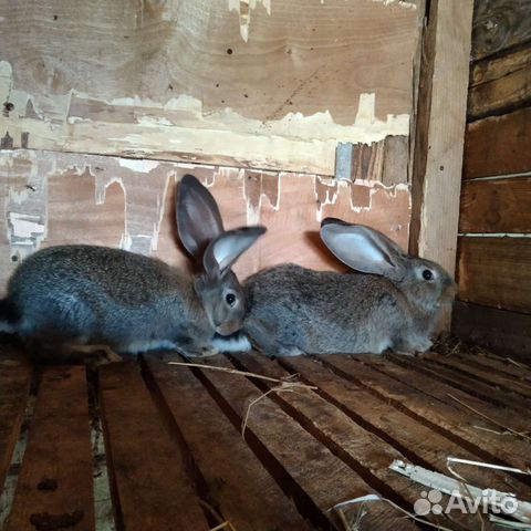 Кролики великаны