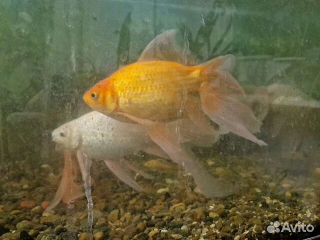 Золотые рыбки карпы Кои
