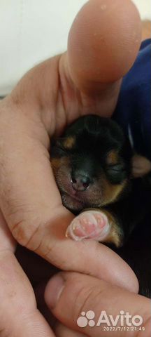 Йоркширский терьер мини