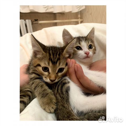 Котята в добрые руки