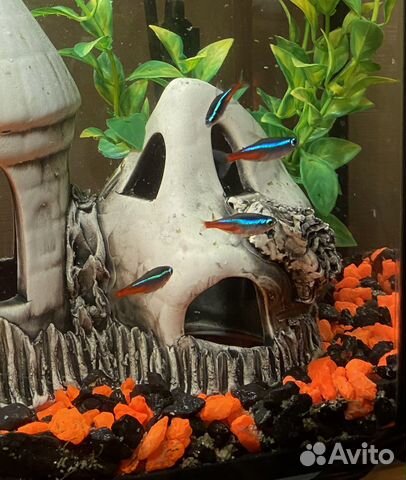 Аквариумные рыбки