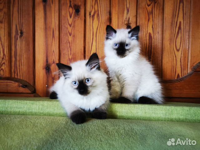 Невские маскарадные котята