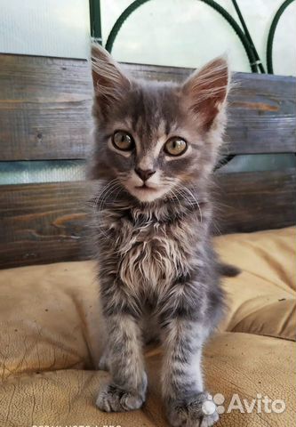 Котёнок метис: будет пушистый