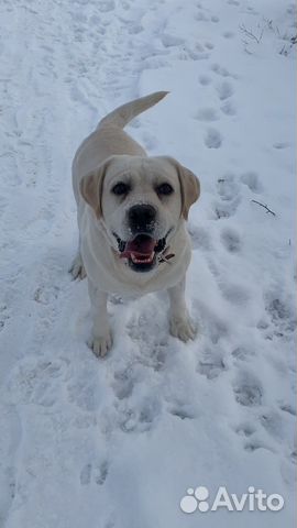 Приглащаем на вязку Лабрадор