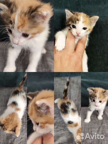 Кошка в дар бесплатно