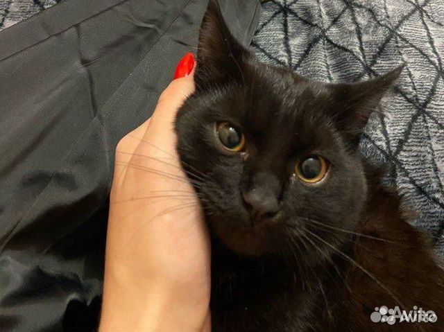 Отдам кота в добрые руки