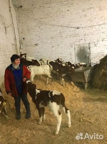 Телята бычки тёлочки с доставкой