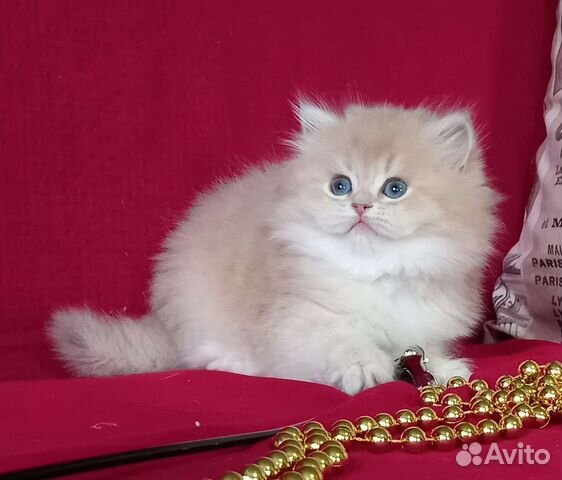 Девочка BLH cy11