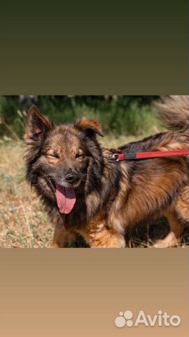 Небольшой ласковый умный мальчик ищет дом