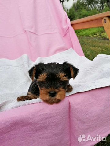 Йоркширский терьер щенки