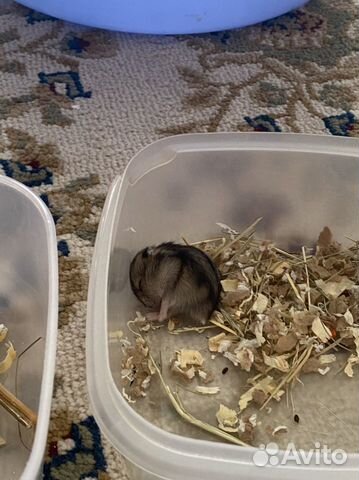 Джунгарские хомячки