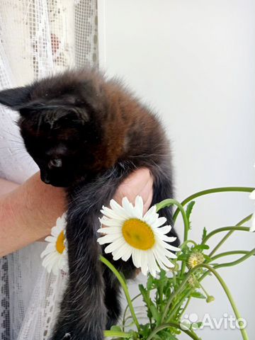 Кошечка Багира