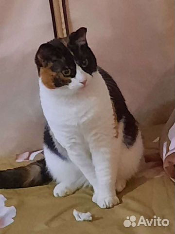 Кошка Бети (Бетмен)