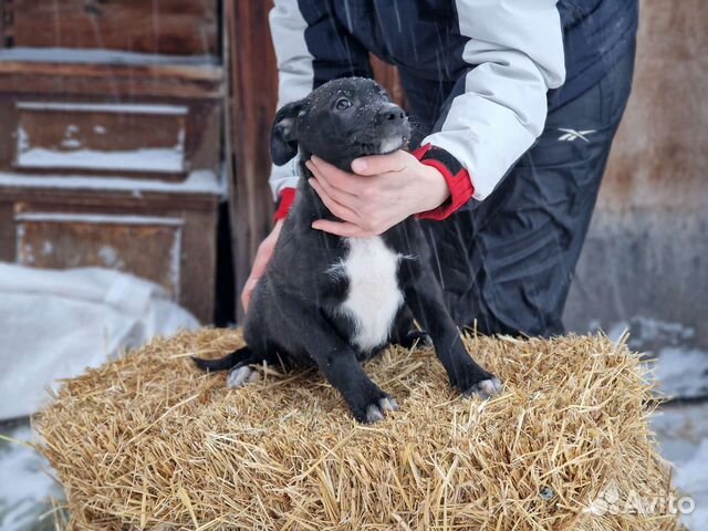 Щенок Али 3 мес ждёт своих хозяев. Средний рост