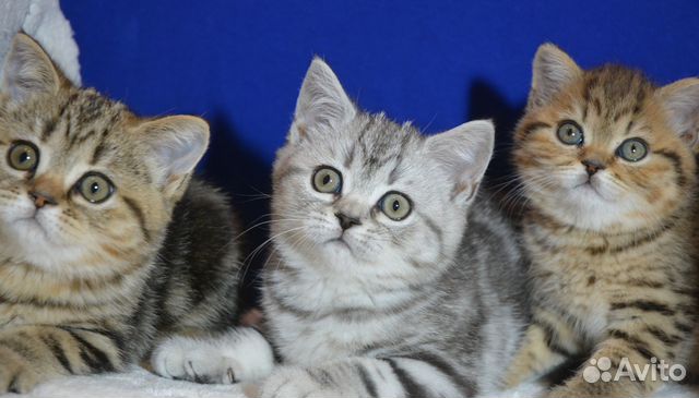 Британские котята