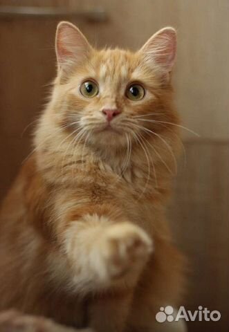 Кошки в добрые руки