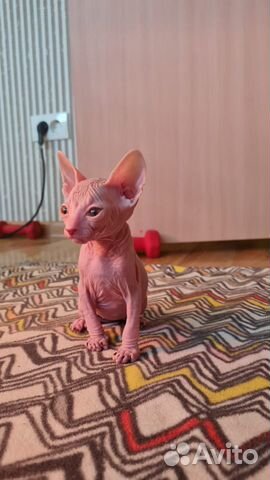 Котенок донской сфинкс