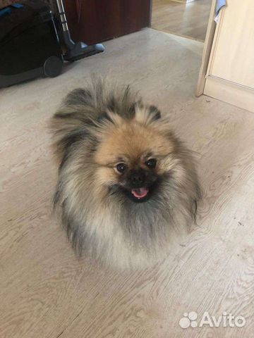 Малый немецкий шпиц на вязку