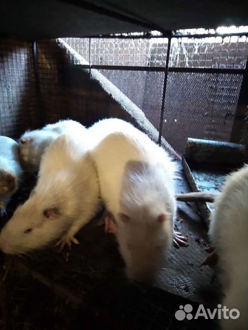 Продам нутрии