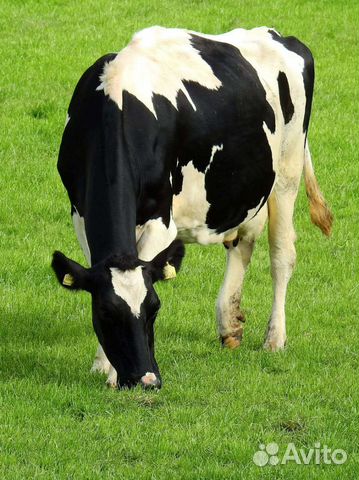 Корова голштинской породы
