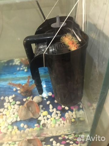 Черепаха с аквариумом