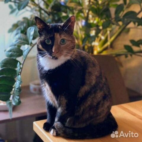 Кошка бесплатно