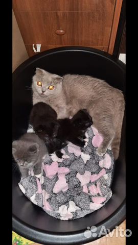 Котята отдам бесплатно