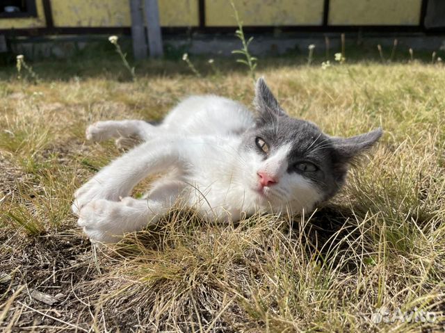 Котенок в дар