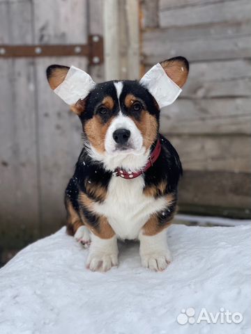 Dom Corgi Roccobarocco кобель триколорный