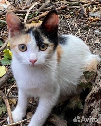 Котена Трехцветочка
