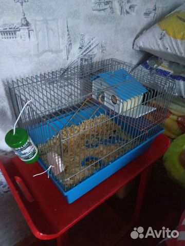 Крыса дамбо с клеткой