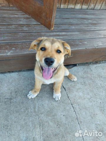 Щенок в добрые руки девочка