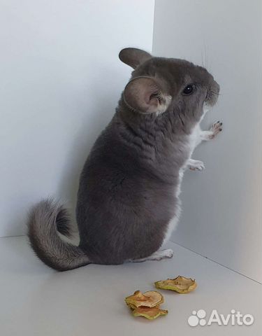 Шиншилленок мальчик фио нкпа 6 мес