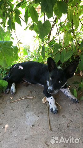 Собачка коротколапик