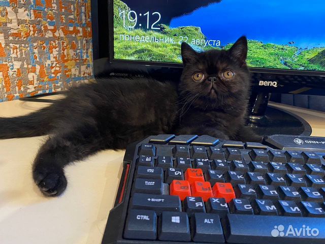 Черный котик экзотик