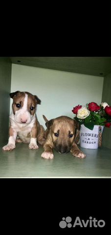 Миниатюрный бультерьер щенки