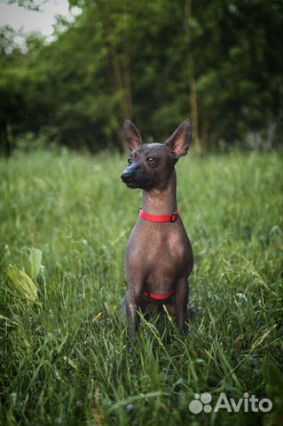 Мексиканская голая(ксоло) кобель