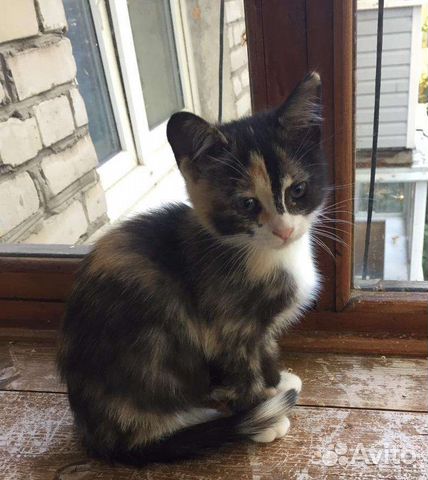 Котенок спасеныш может оказаться на холоде