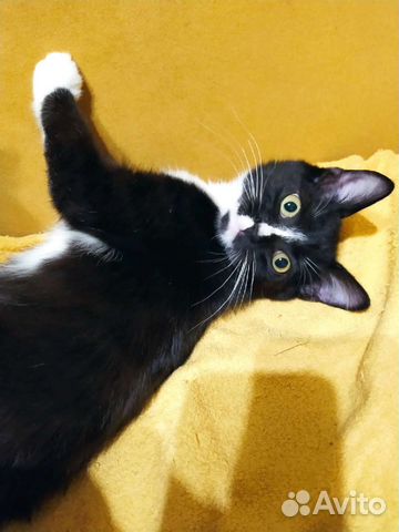 Котёнок по кличке Лисёнок в добрые руки