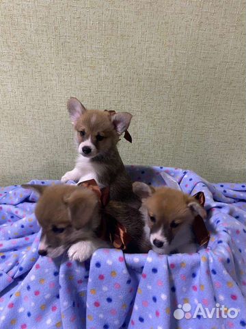 Вельш-корги щенки