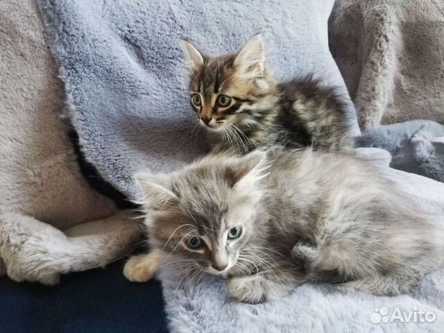 Сибирская кошка