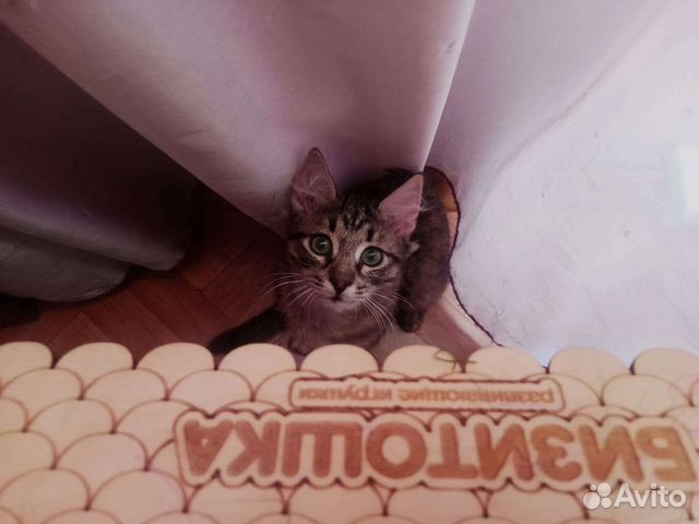 Котенок мальчик 3.5 мес