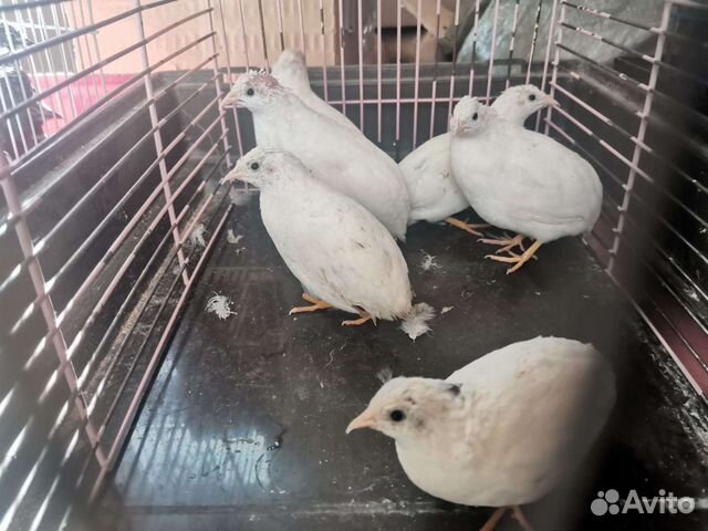 Китайские перепела