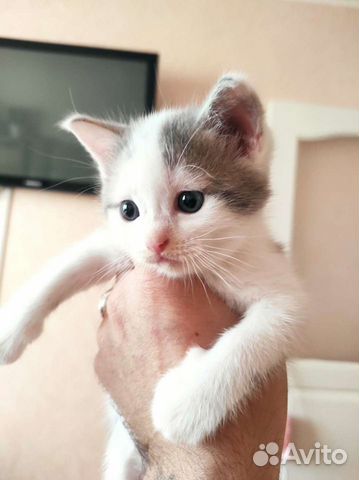 Кошки в добрые руки бесплатно